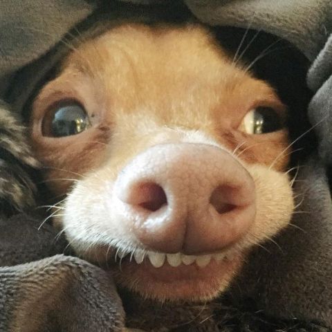 Zakelijke Hond Meme Kabeljauwsticks Antos